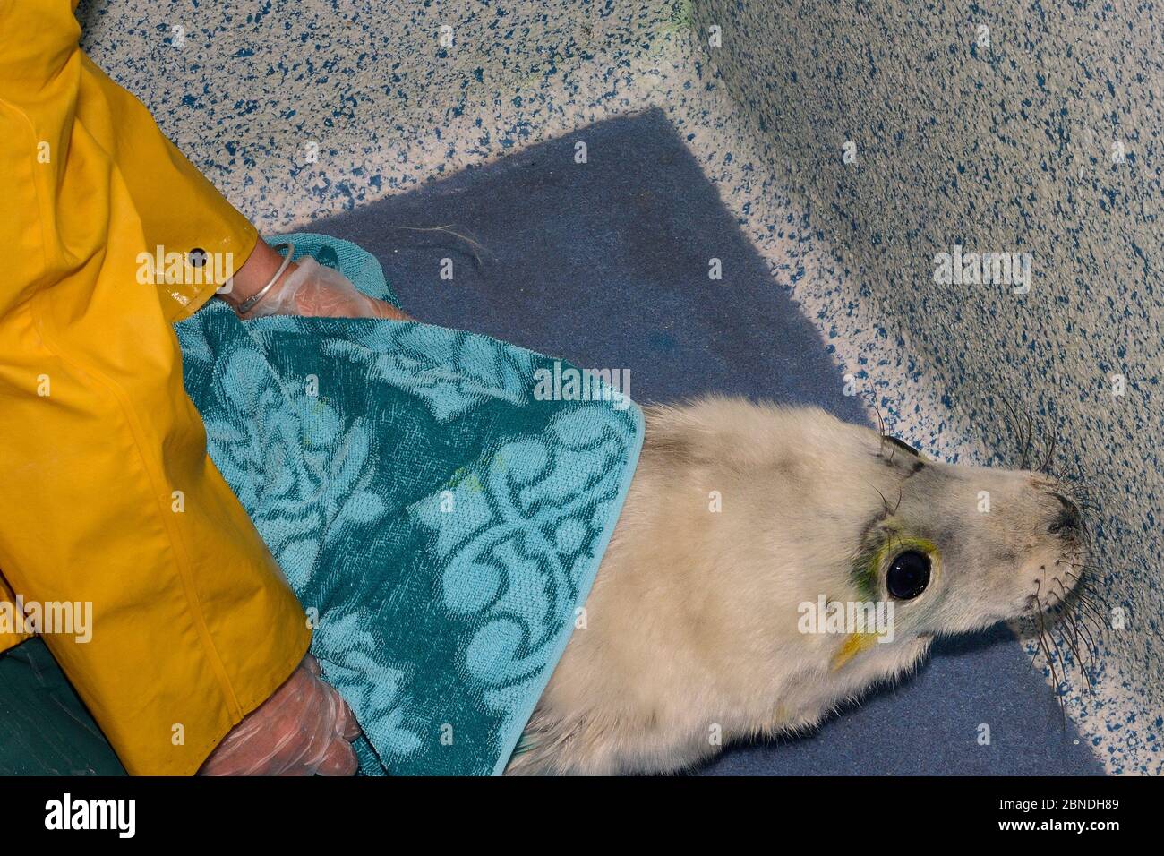 Sick, injured Grey seal pup (Halichoerus grypus) 'Boggle', still with ...