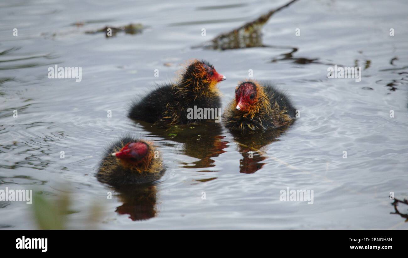 Coots and baby coots Stock Photo - Alamy