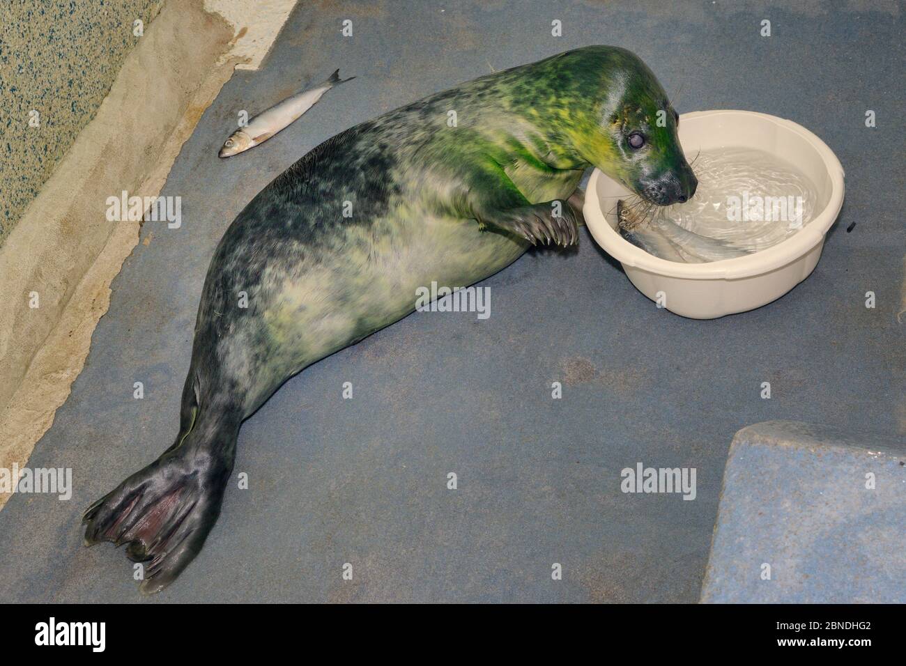 Partially blind Grey seal pup (Halichoerus grypus) 'One-eyed Jack ...