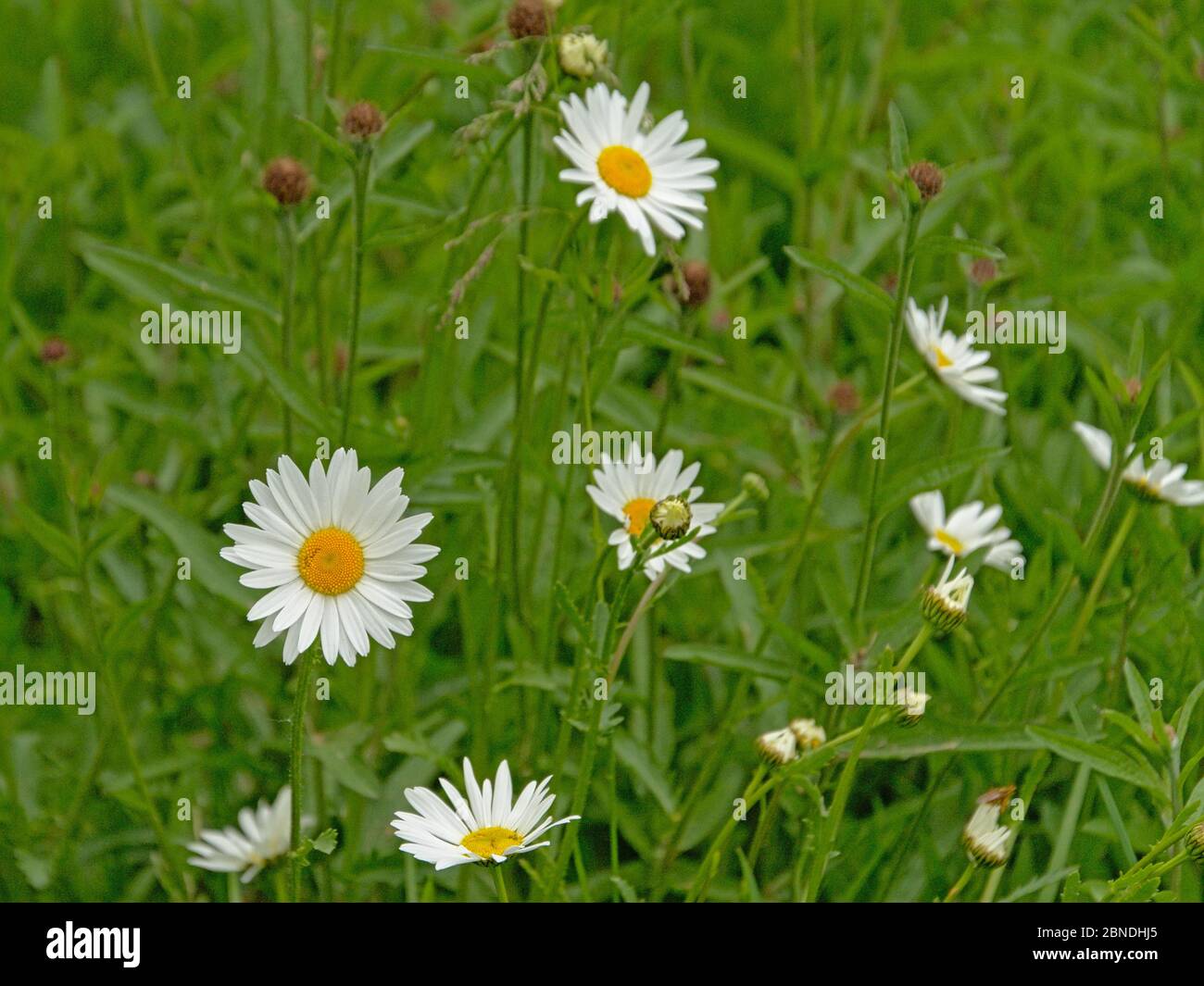 Phyllaries hi-res stock photography and images - Alamy