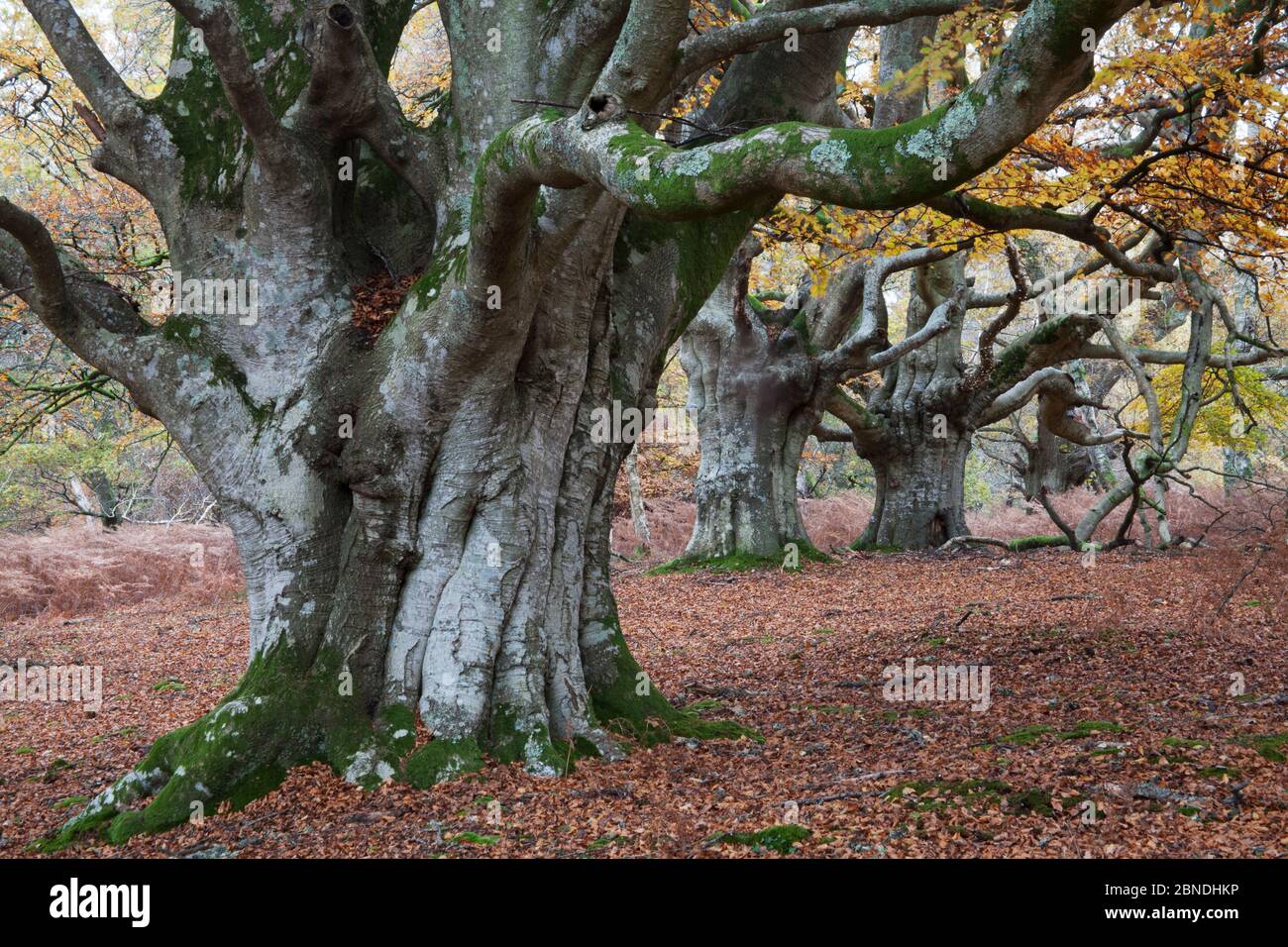 Pollarded beech tree hi-res stock photography and images - Alamy