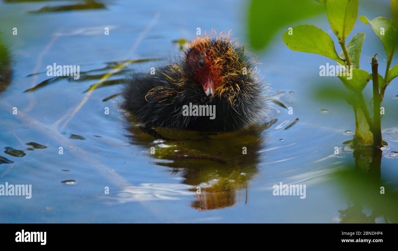 Coots and baby coots Stock Photo - Alamy