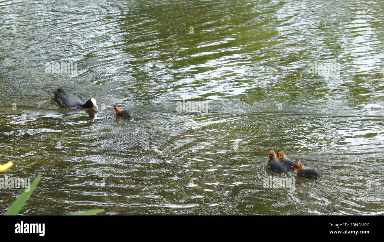Coots and baby coots Stock Photo - Alamy