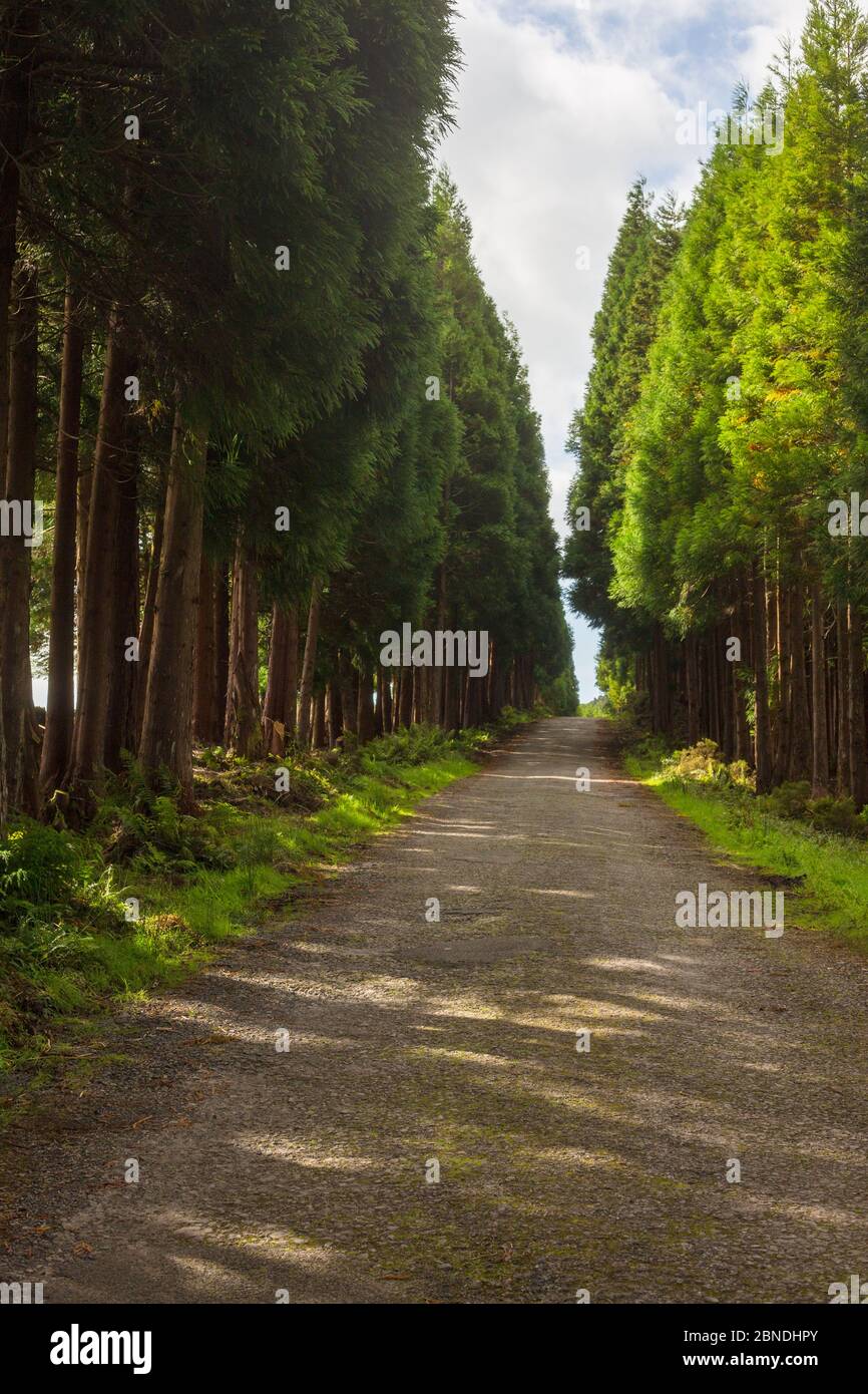 The road in the forest on the island of Terceira in Portuguese ...