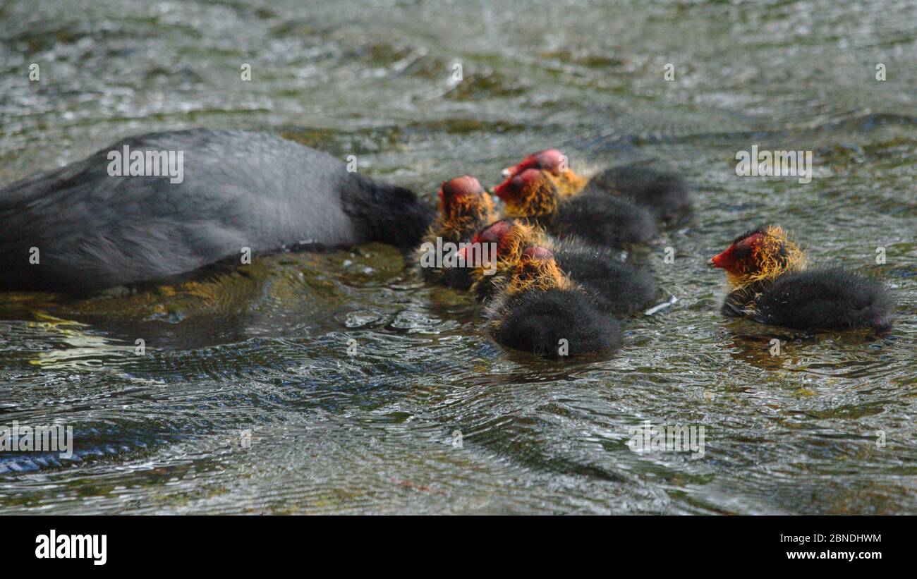 Coots and baby coots Stock Photo - Alamy