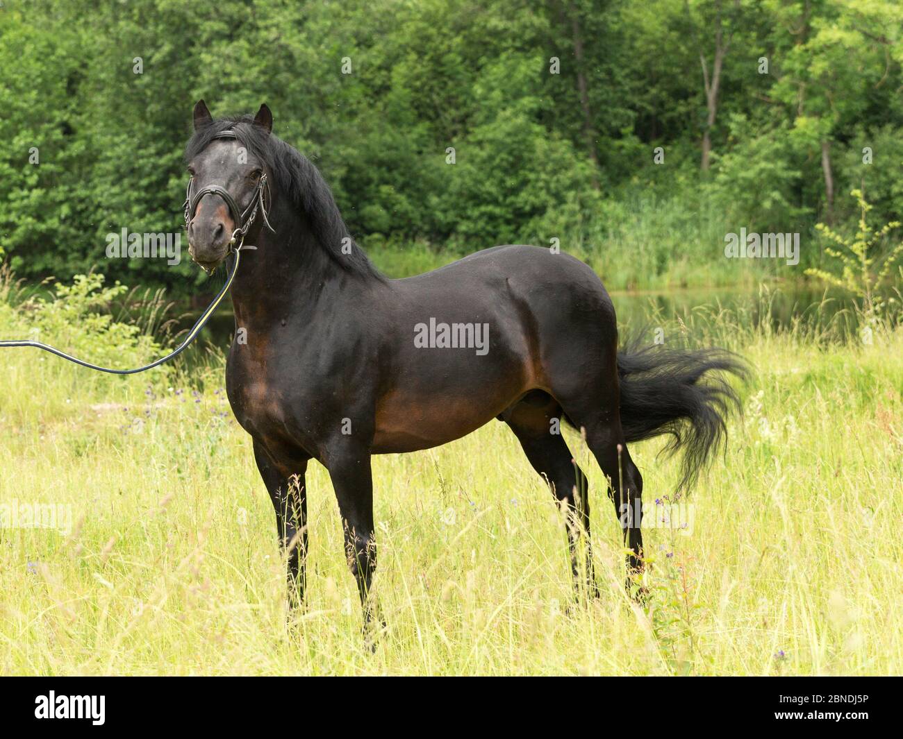 A rare Zemaitukas sport horse/ stallion shown handheld, Vilnius ...