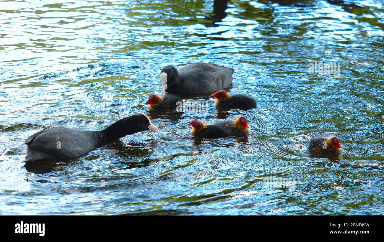 Coots and baby coots Stock Photo - Alamy