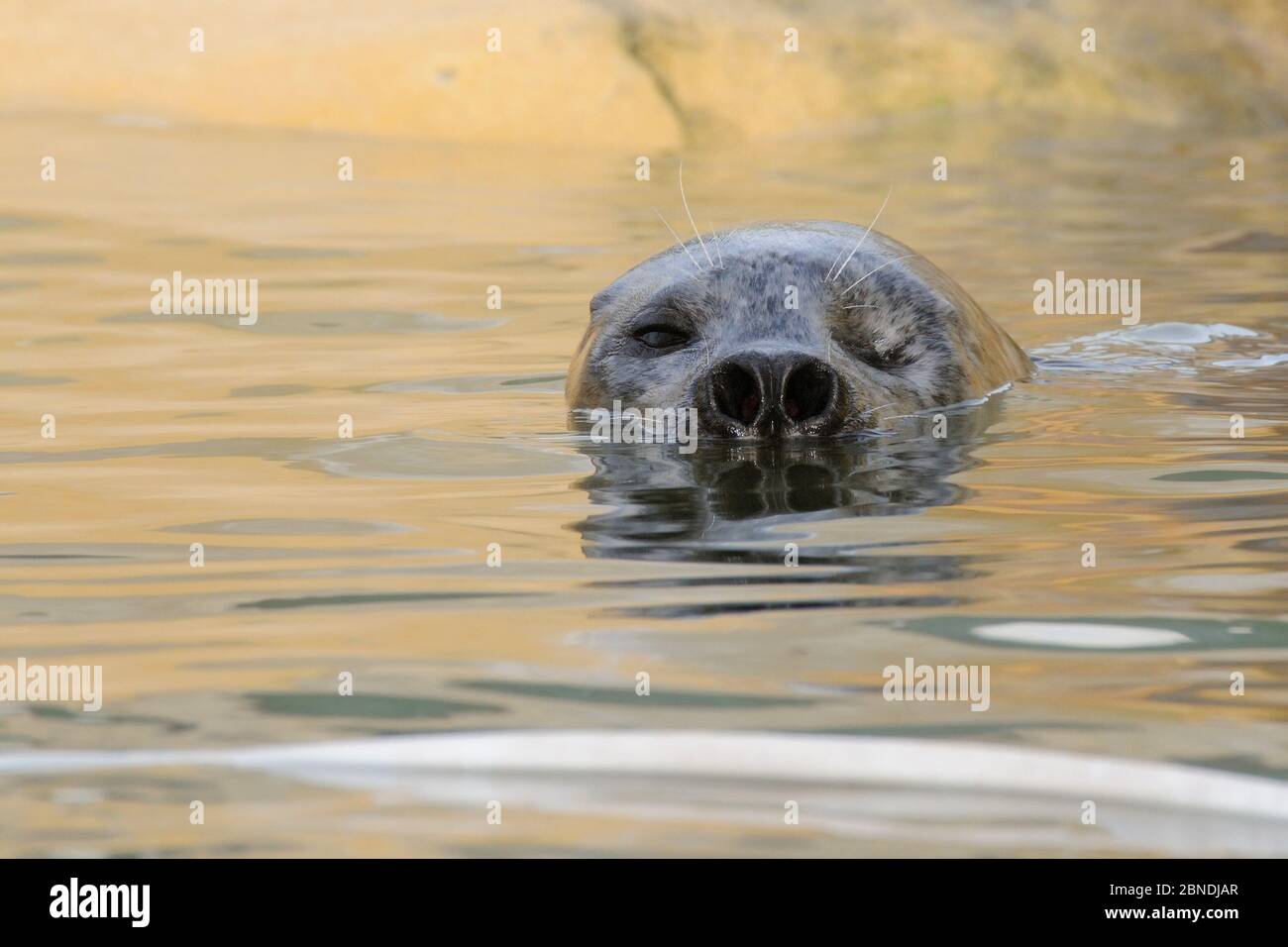 Male common seal uk hi-res stock photography and images - Alamy