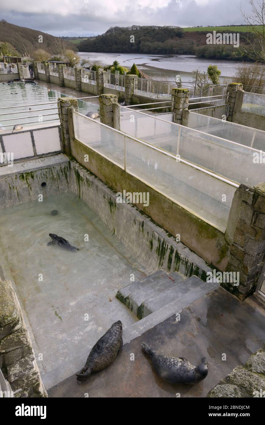 Helford river seals hi-res stock photography and images - Alamy