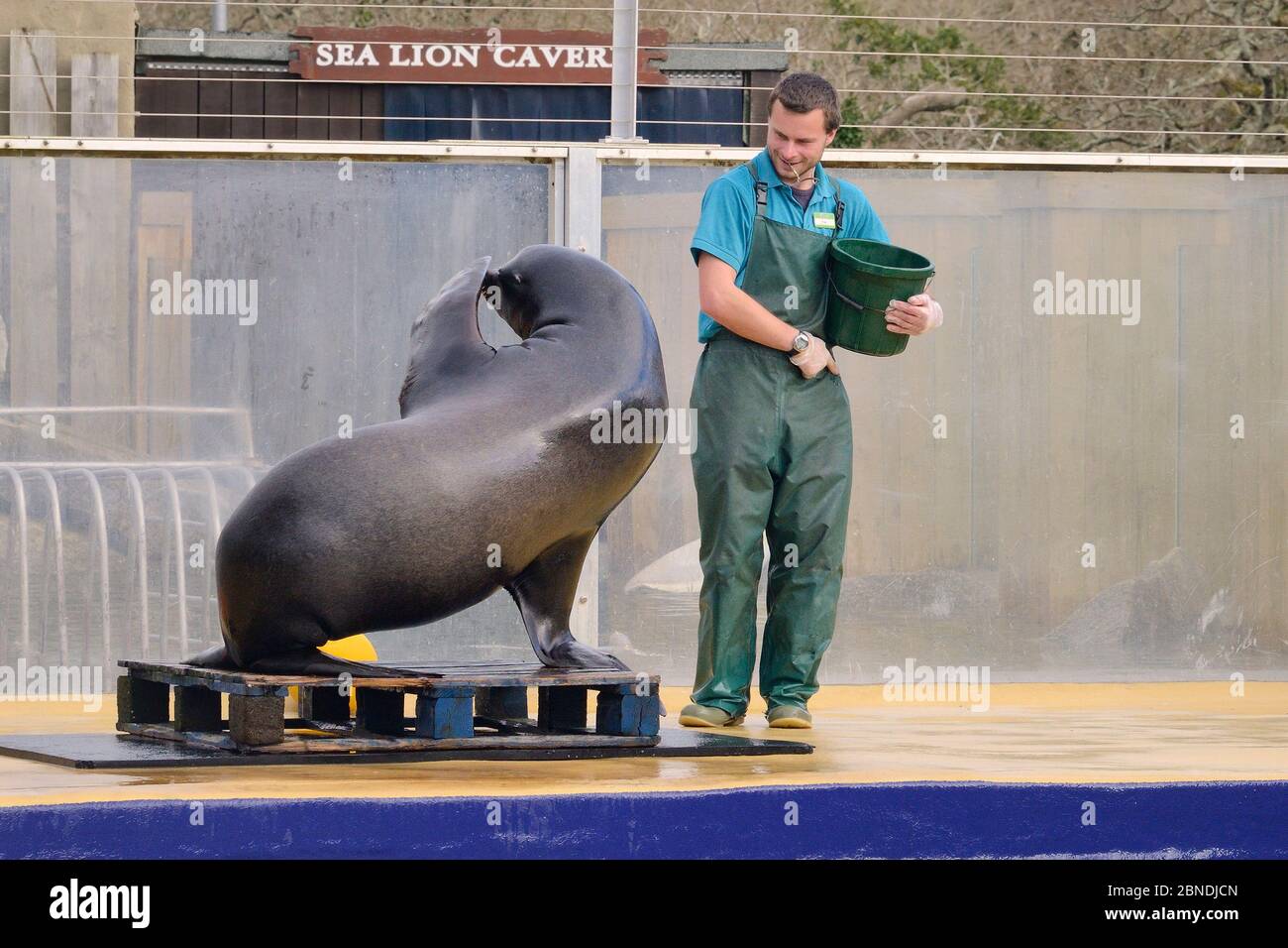 Andre The Seal Statue