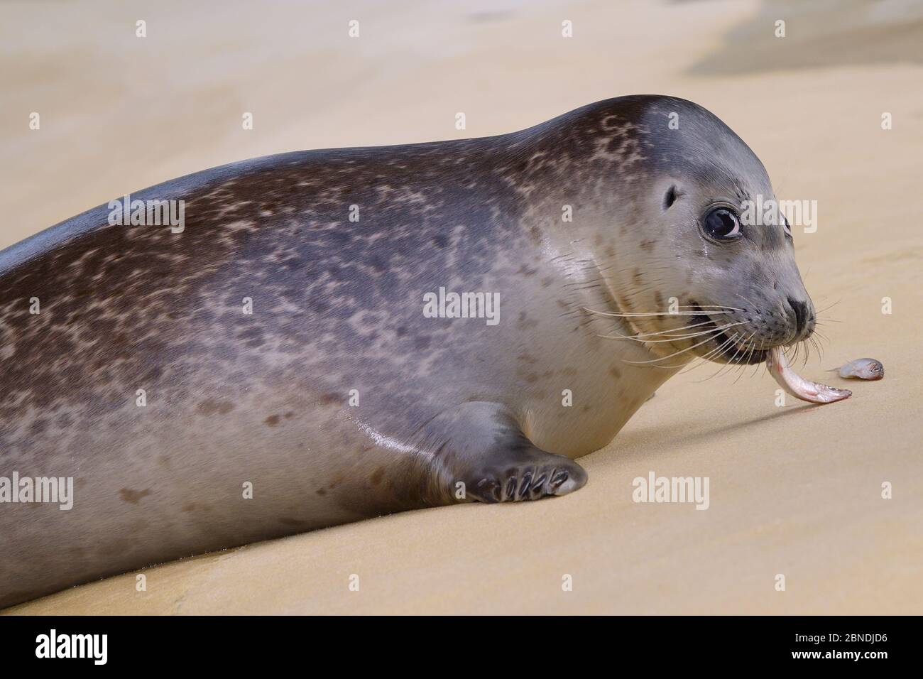Term with fish hi-res stock photography and images - Alamy