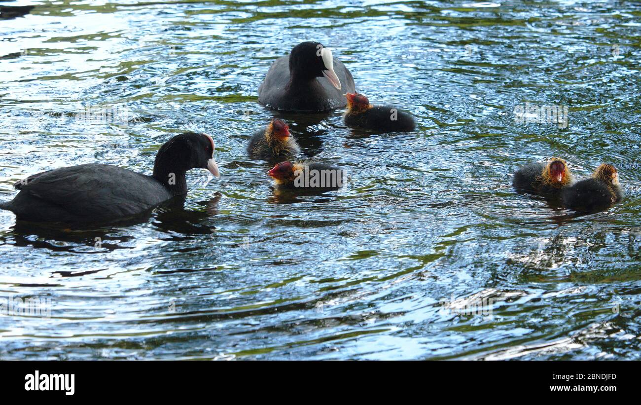 Coots and baby coots Stock Photo - Alamy