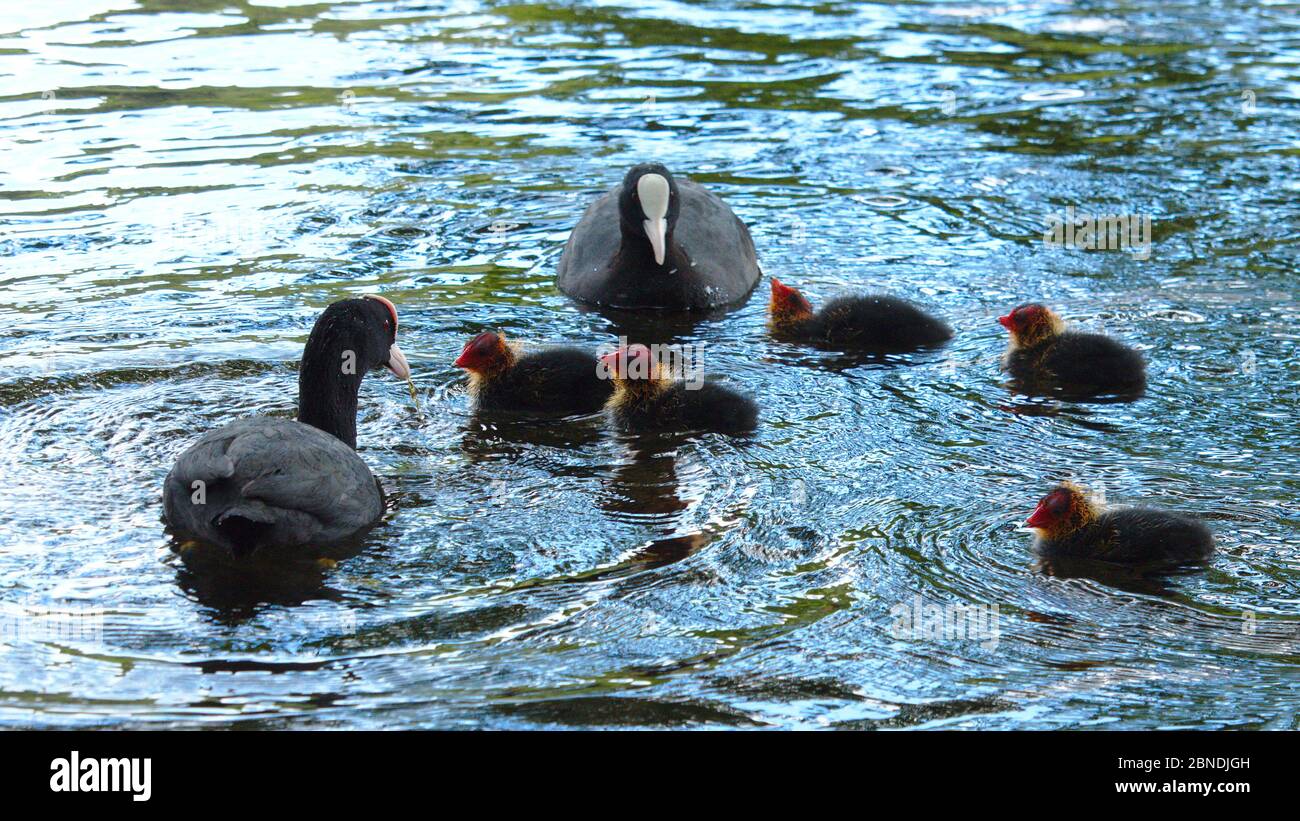 Coots and baby coots Stock Photo - Alamy