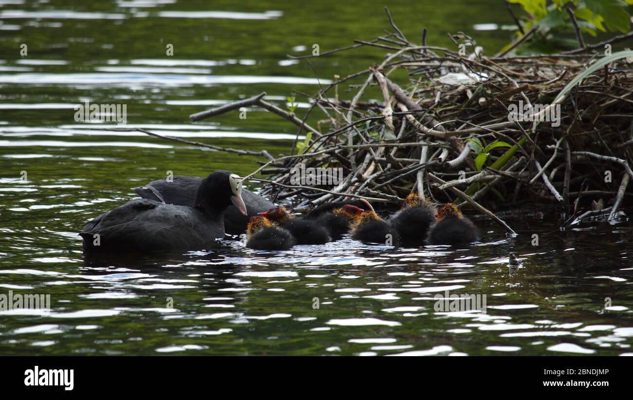Coots and baby coots Stock Photo - Alamy