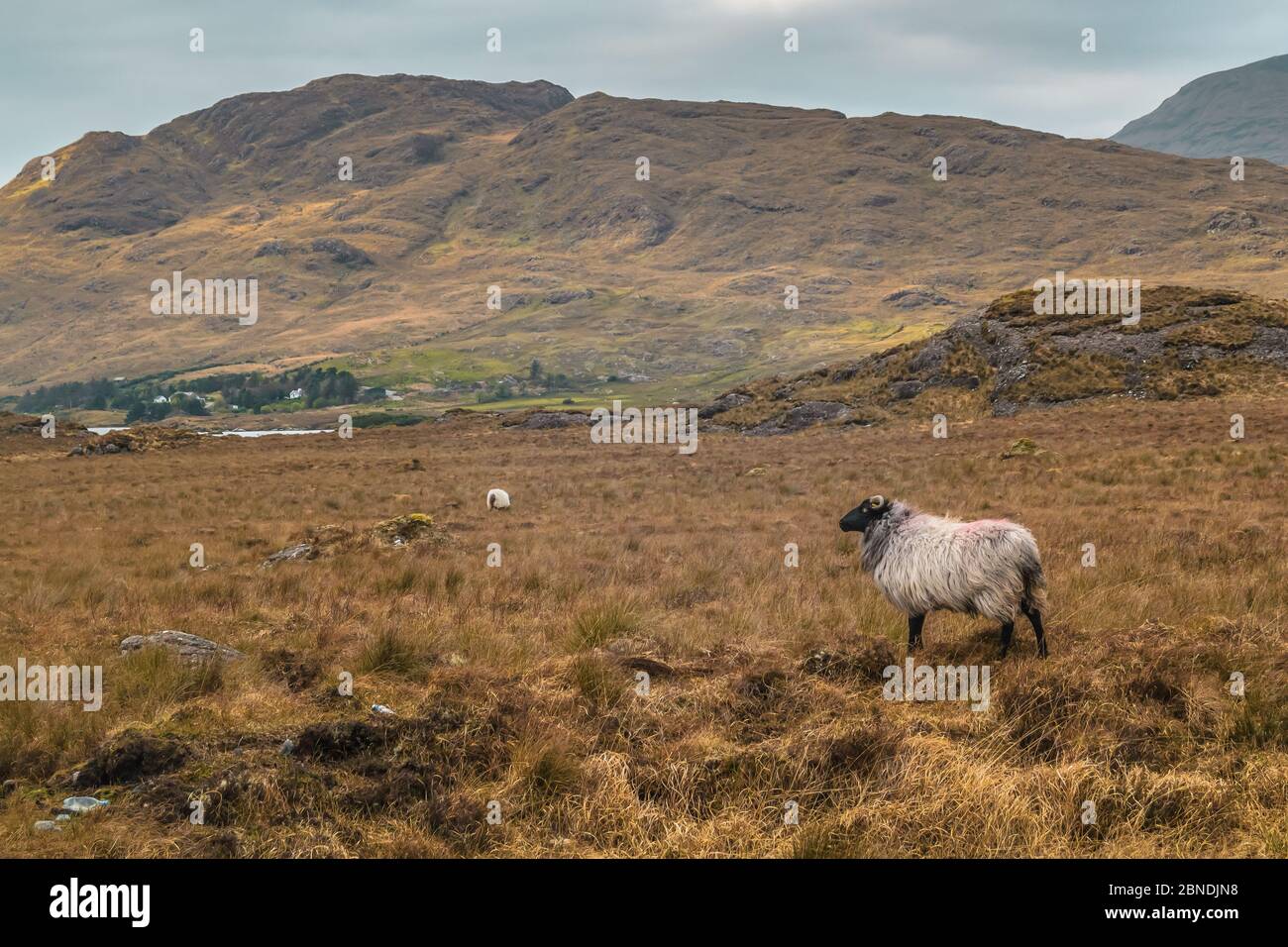 Galway sheep hi-res stock photography and images - Alamy