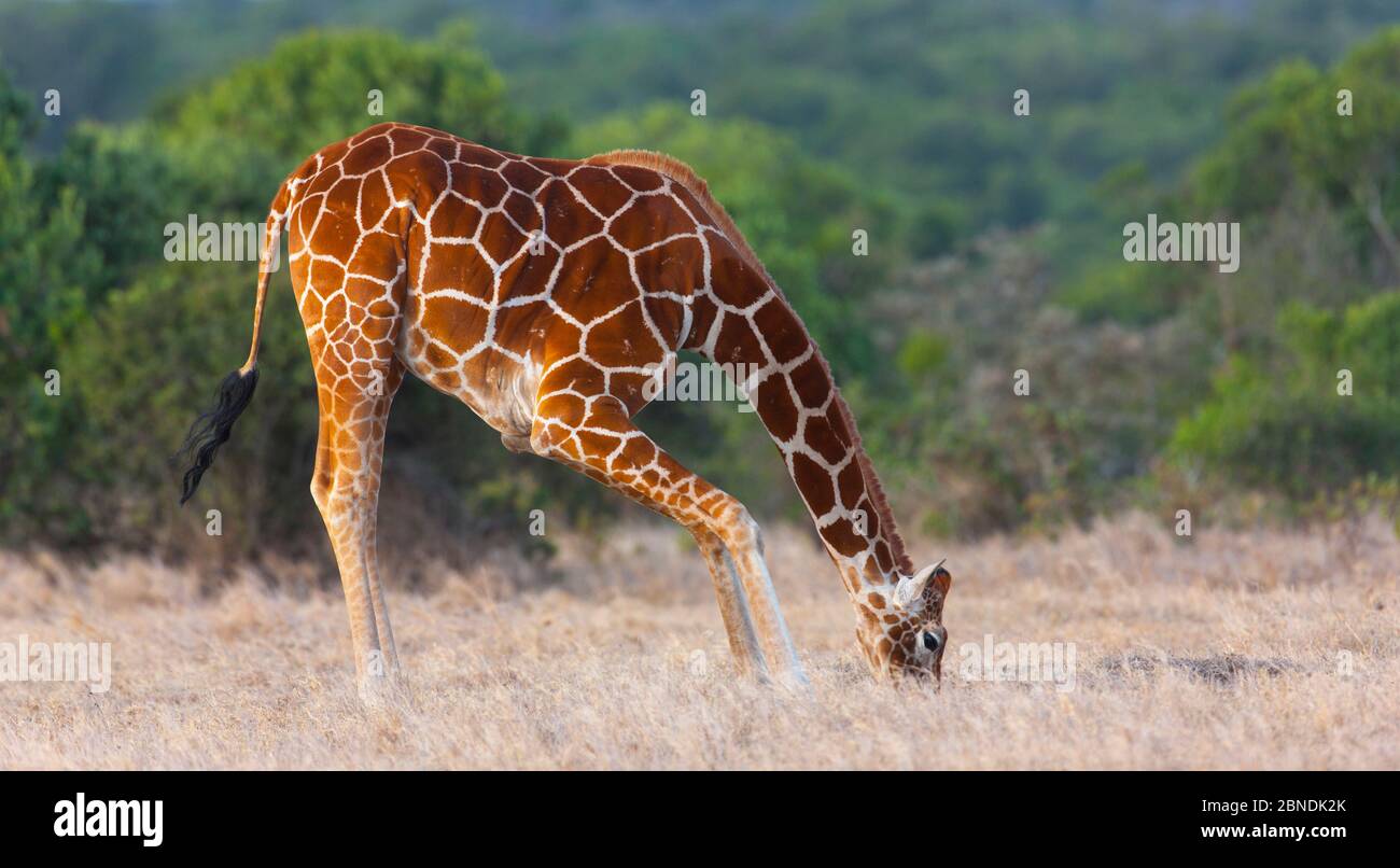 Reticulated grass hi-res stock photography and images - Alamy