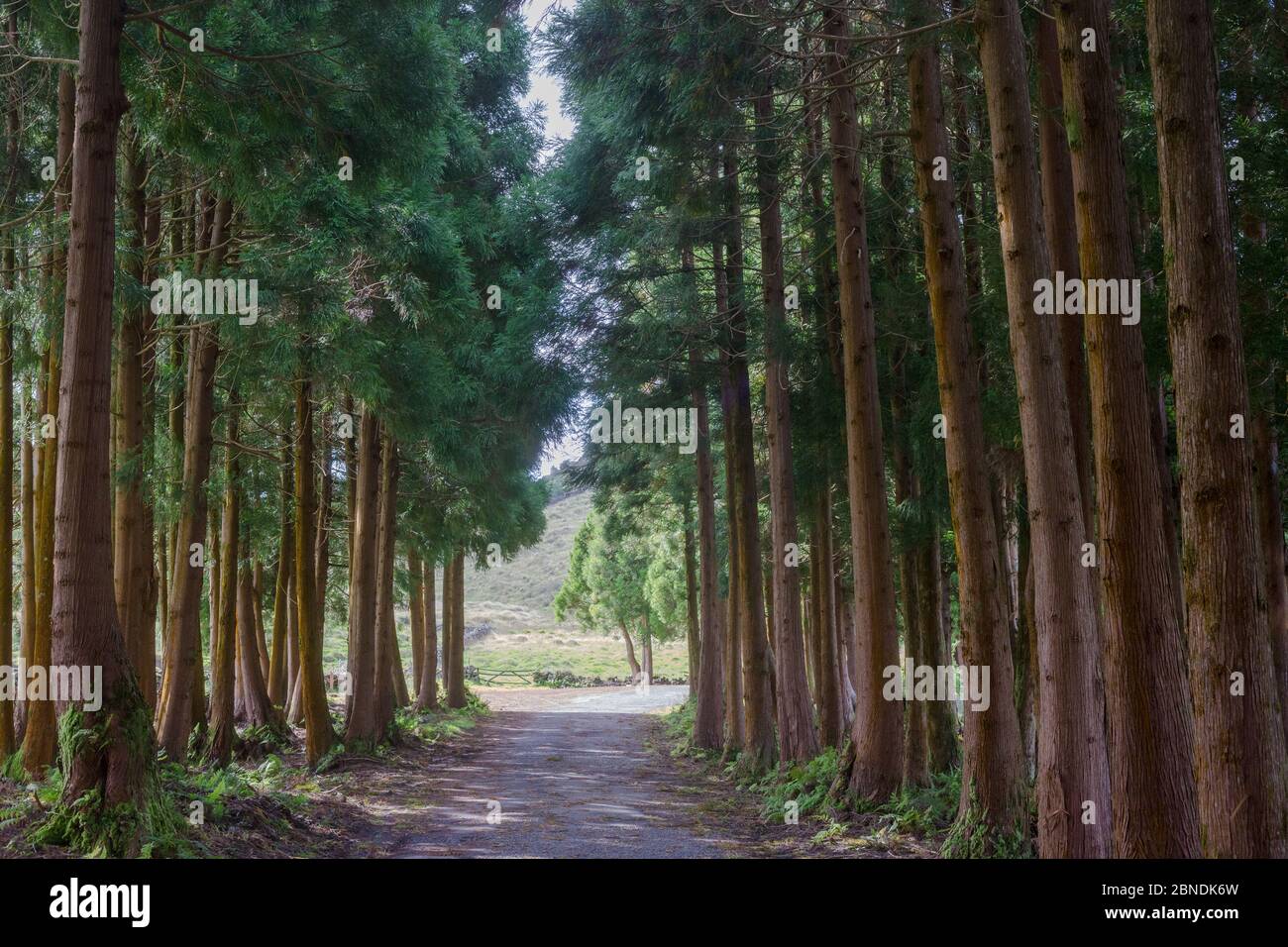 The road in the forest on the island of Terceira in Portuguese ...
