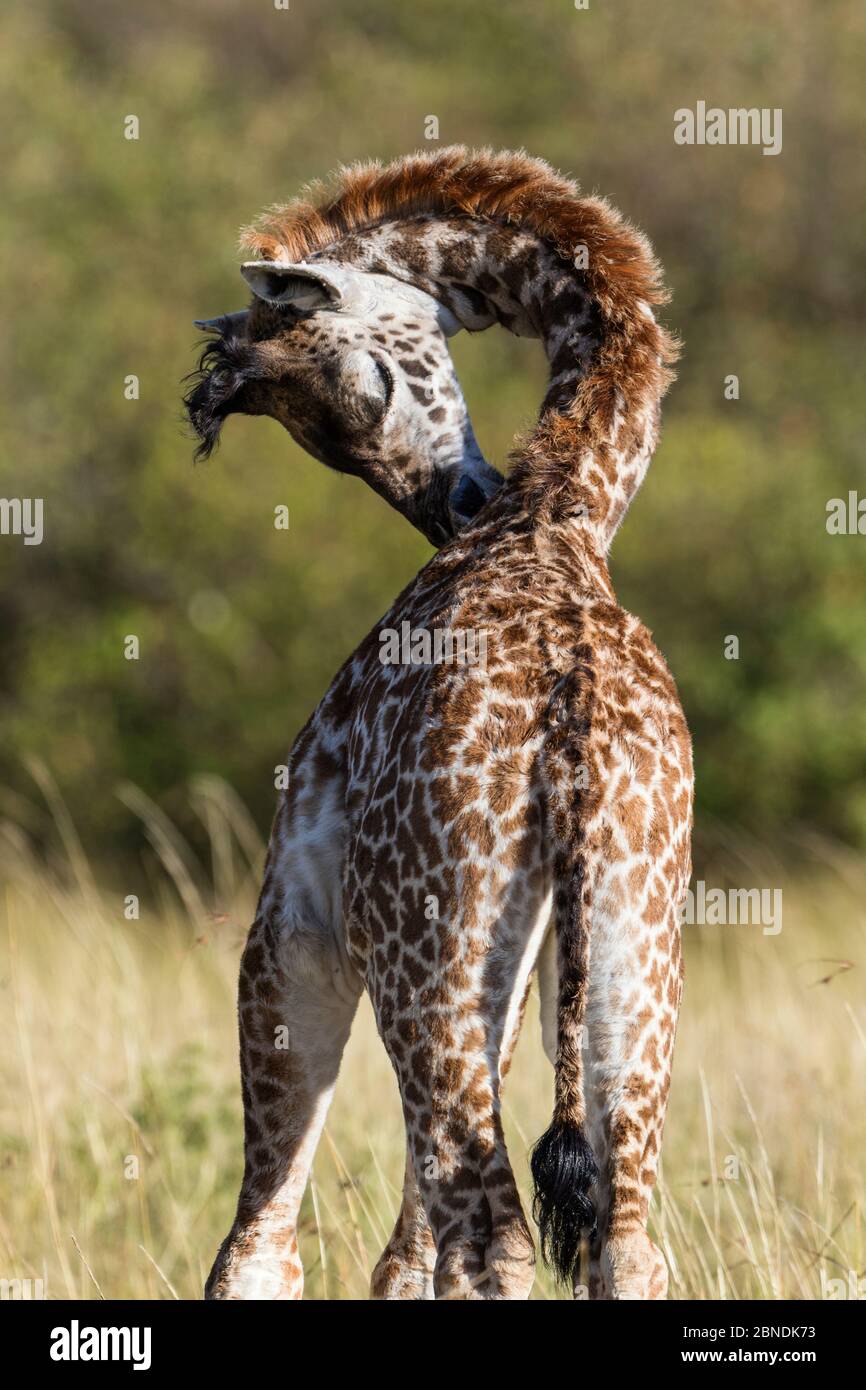 Young Masai giraffe (Giraffa camelopardalis tippelskirchi) bottom of ...