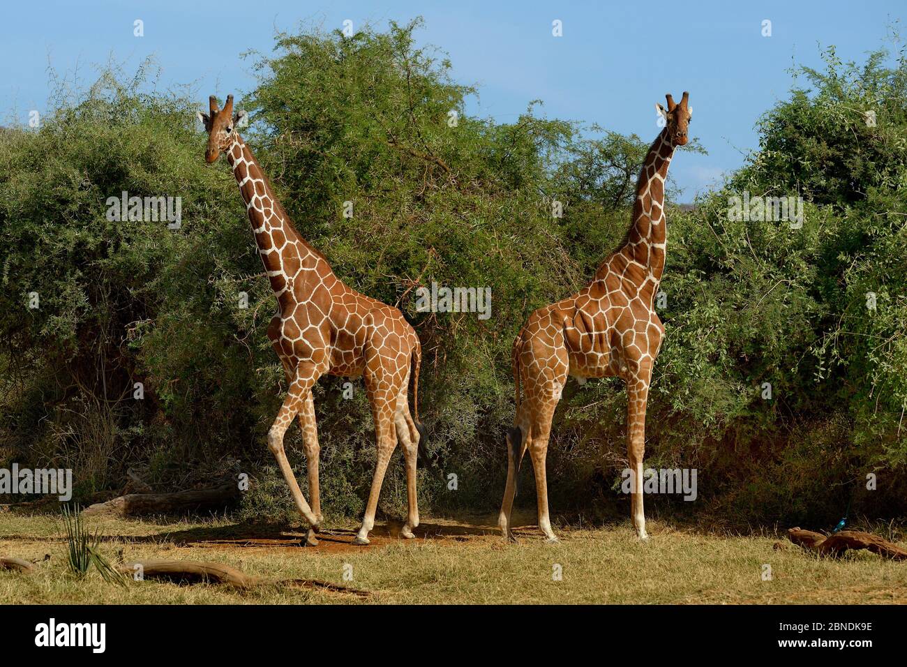 Two Reticulated giraffes (Giraffa camelopardalis reticulata) Samburu National Park, Kenya ...