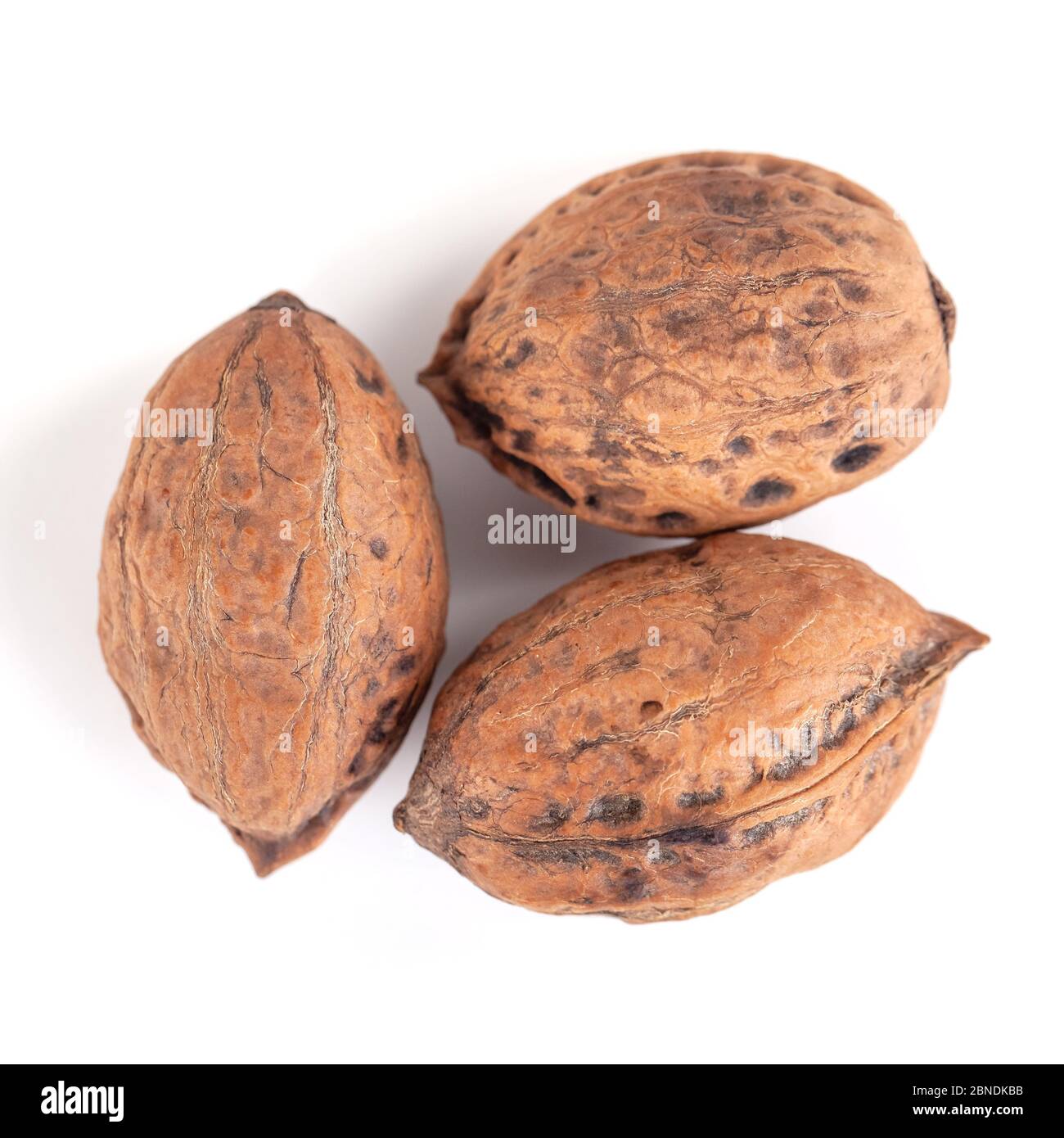 wild walnuts isolated on a white background Stock Photo - Alamy