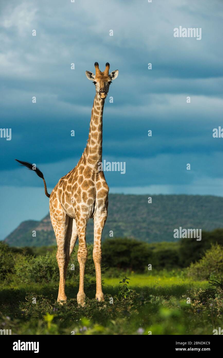 Marataba marakele hi-res stock photography and images - Alamy