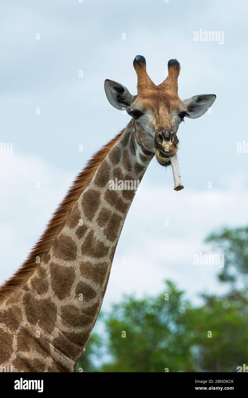 Giraffe (Giraffa camelopardalis) chewing on bone, Marataba, Marakele ...