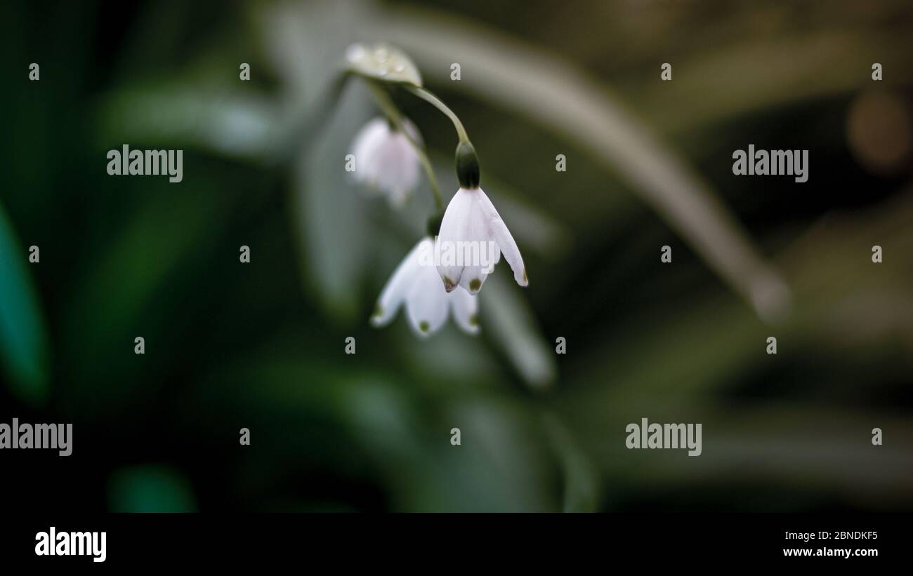 Small white wildflowers hi-res stock photography and images - Alamy