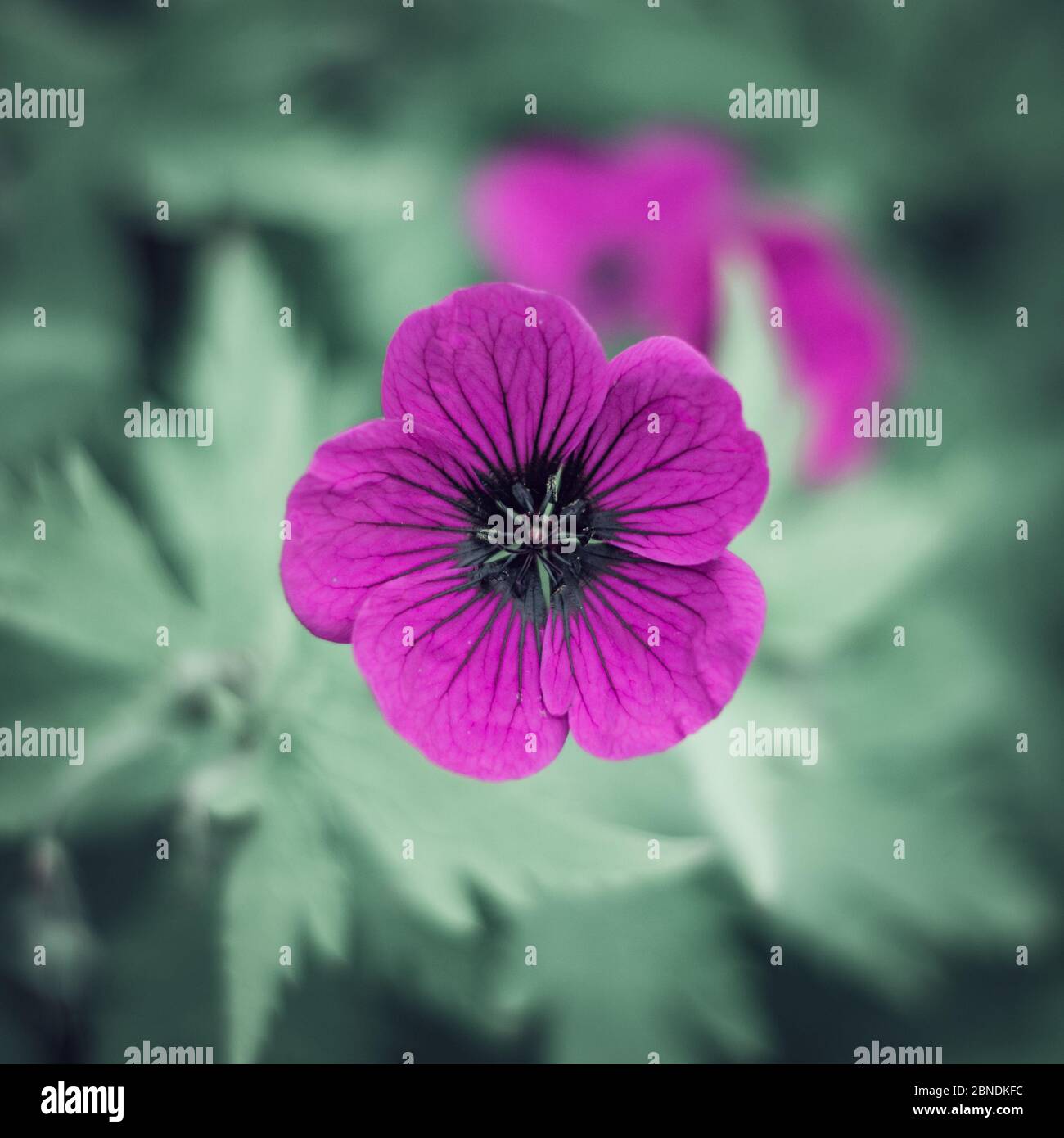 Picturesque plant hi-res stock photography and images - Alamy