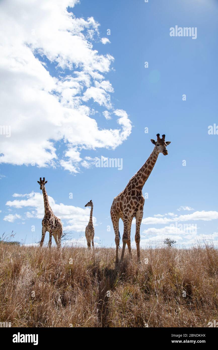 Itala Game Reserve High Resolution Stock Photography and Images - Alamy
