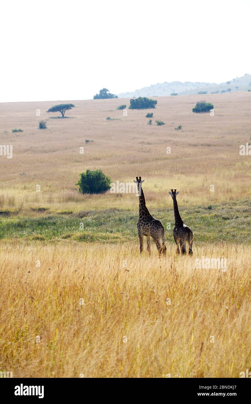 Itala Game Reserve High Resolution Stock Photography and Images - Alamy