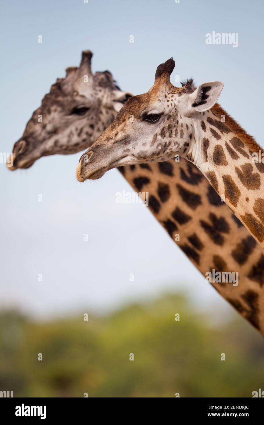 Two Rhodesian / Thornicroft giraffes (Giraffa camelopardalis ...