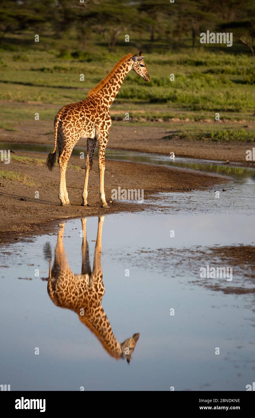Giraffe (Giraffa camelopardalis) at waters edge, with reflection ...
