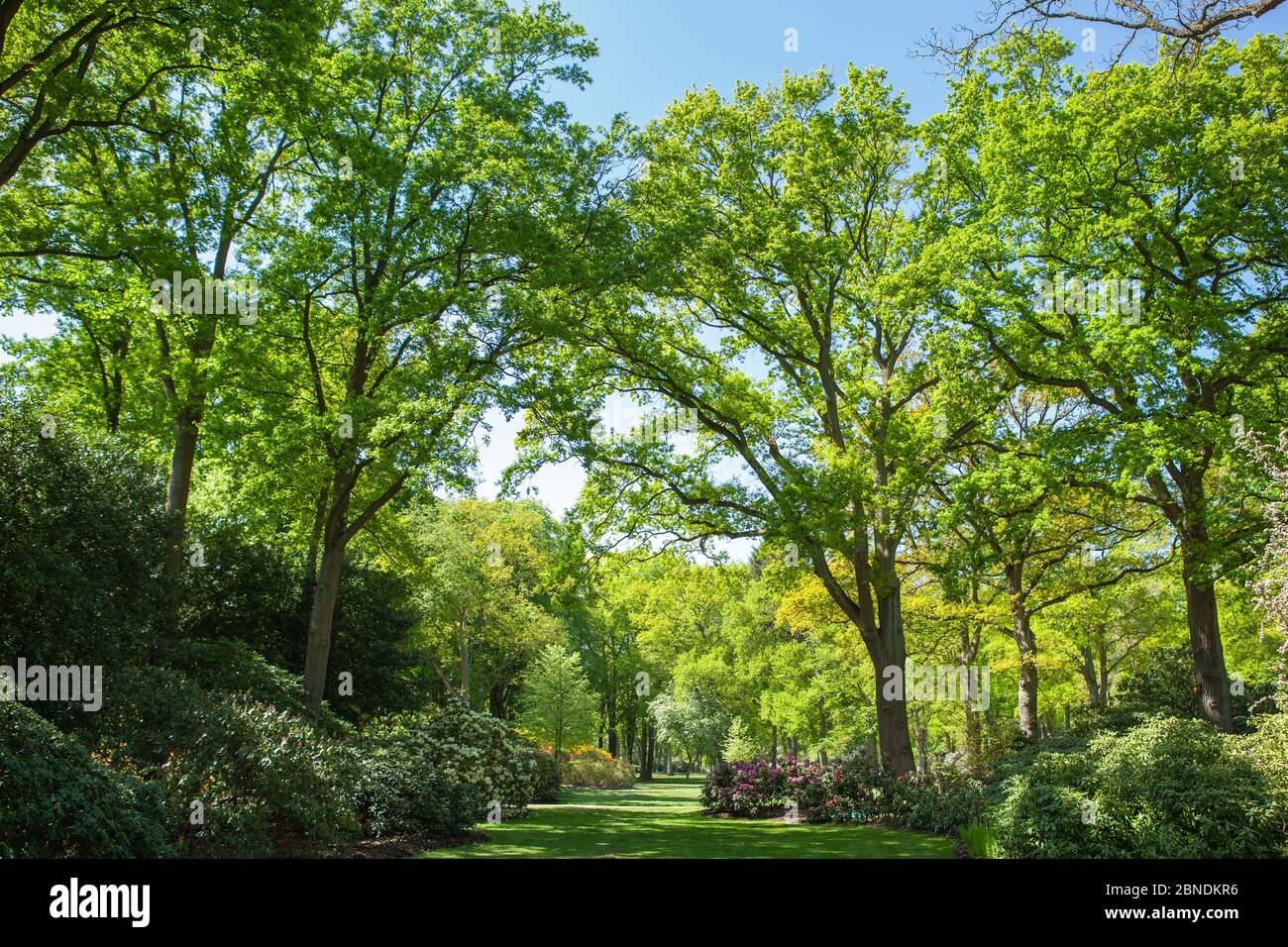 Green trees and lawn in a public park Stock Photo - Alamy