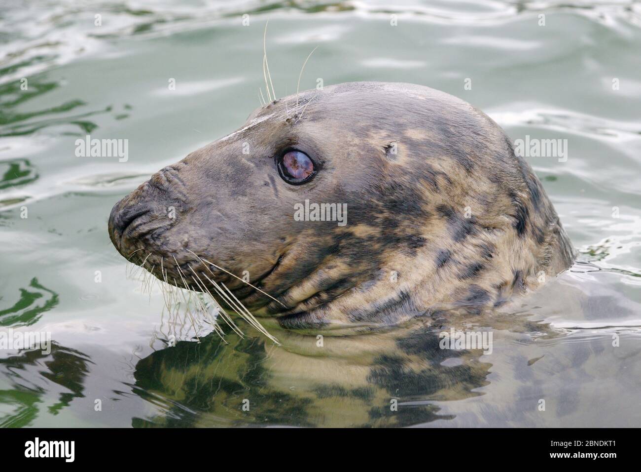 Sheba, an adult female Grey seal (Halichoerus grypus), virtually blind ...