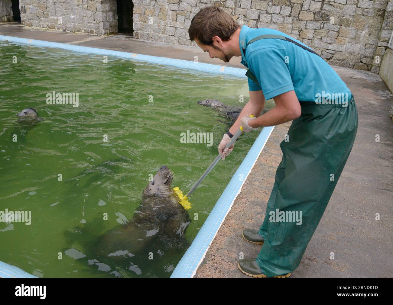 Dan Jarvis giving 'Ray', a brain damaged adult male Grey seal ...