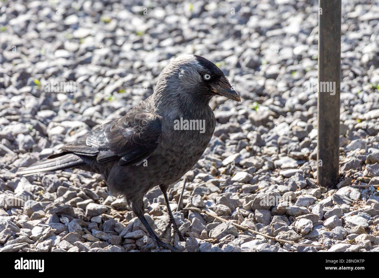 Jackdaw nature hi-res stock photography and images - Alamy