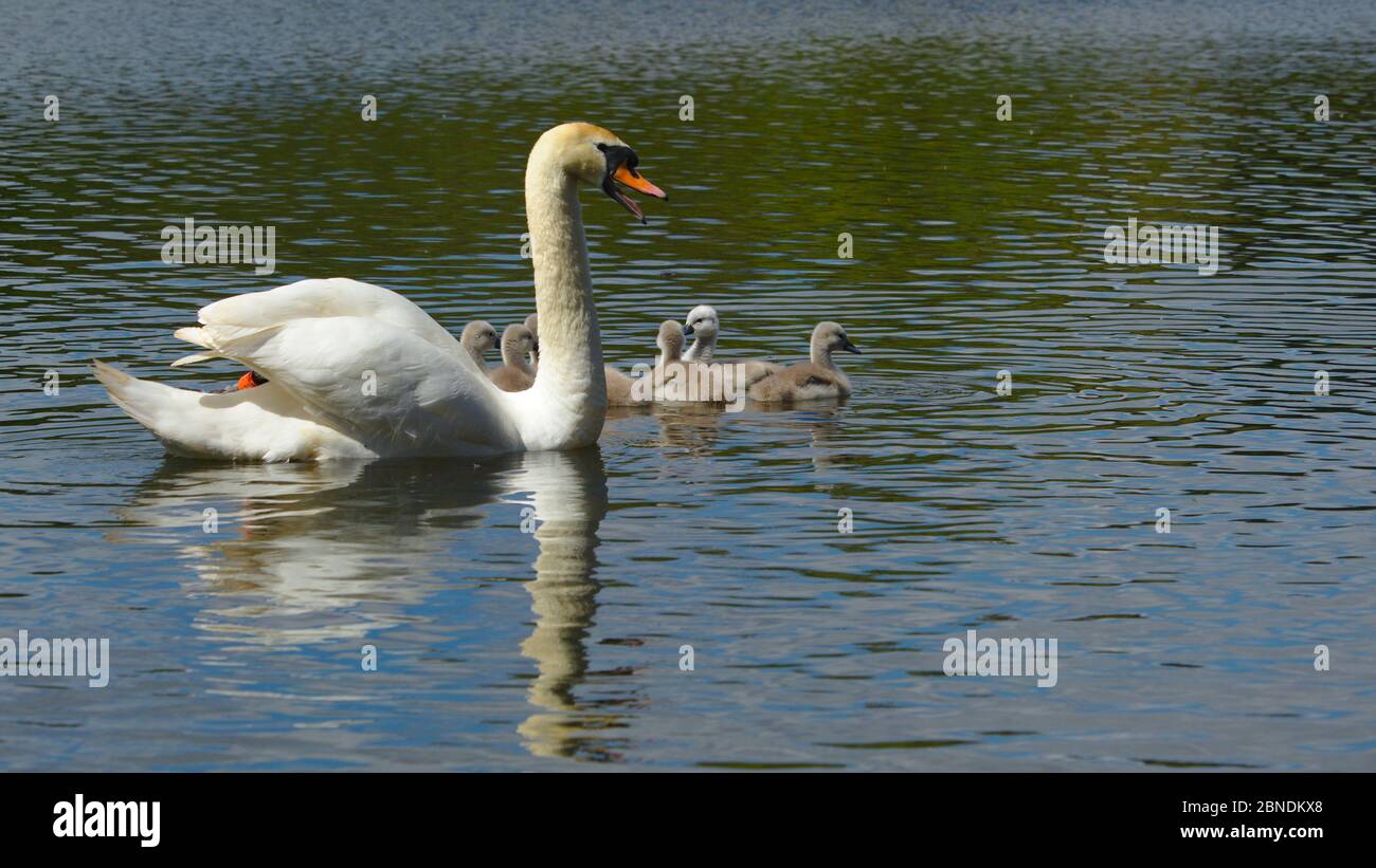 Cygnet family swimming Stock Photo - Alamy