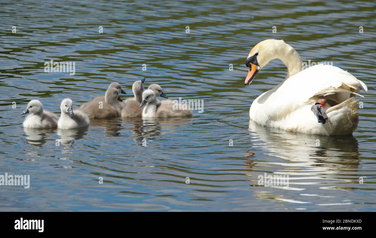Cygnet family swimming Stock Photo - Alamy