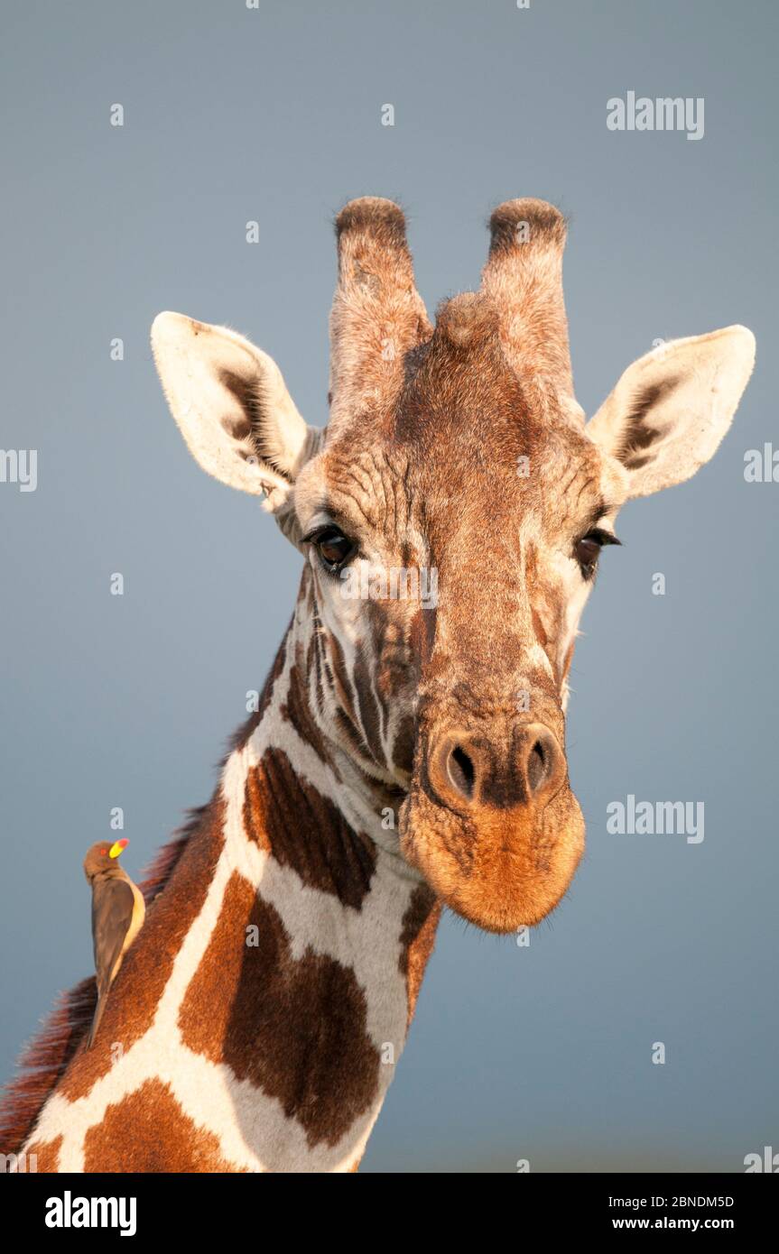 Two toed bird hi-res stock photography and images - Alamy