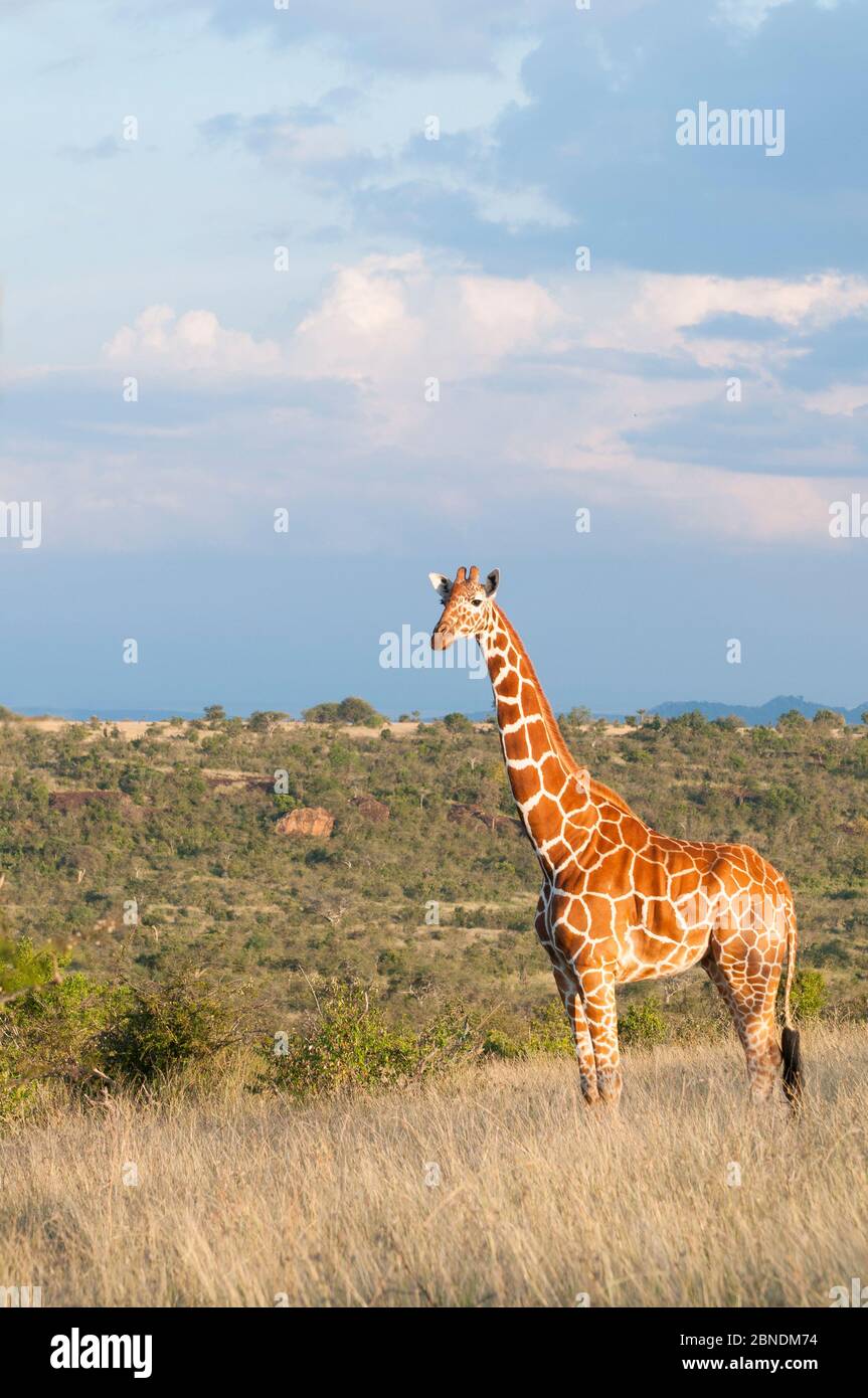Reticulated Giraffe (Giraffa camelopardalis reticulata) standing in ...