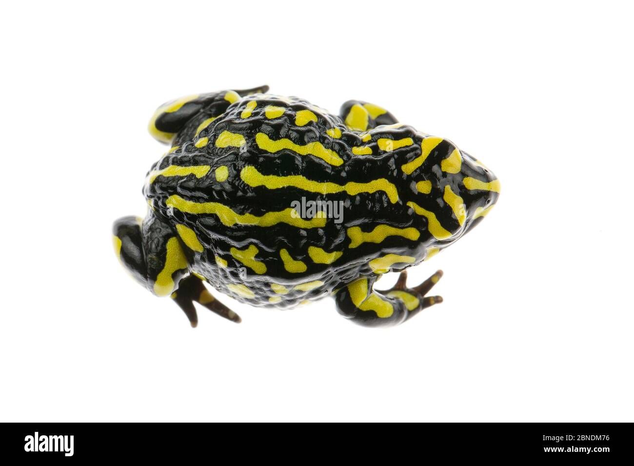 Corroboree Frog High Resolution Stock Photography and Images - Alamy