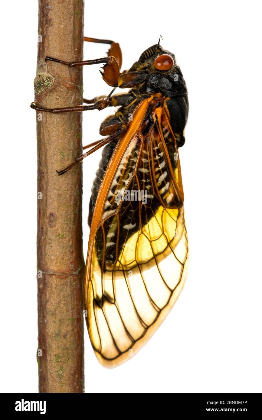 13-Year Periodical cicada (Magicicada tredecim) Oxford, Mississippi ...