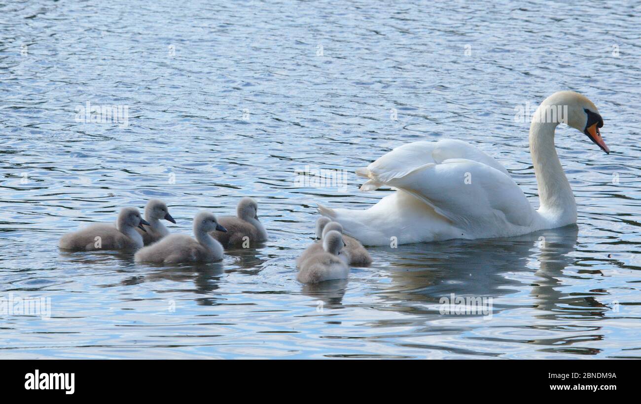Cygnet family swimming Stock Photo - Alamy
