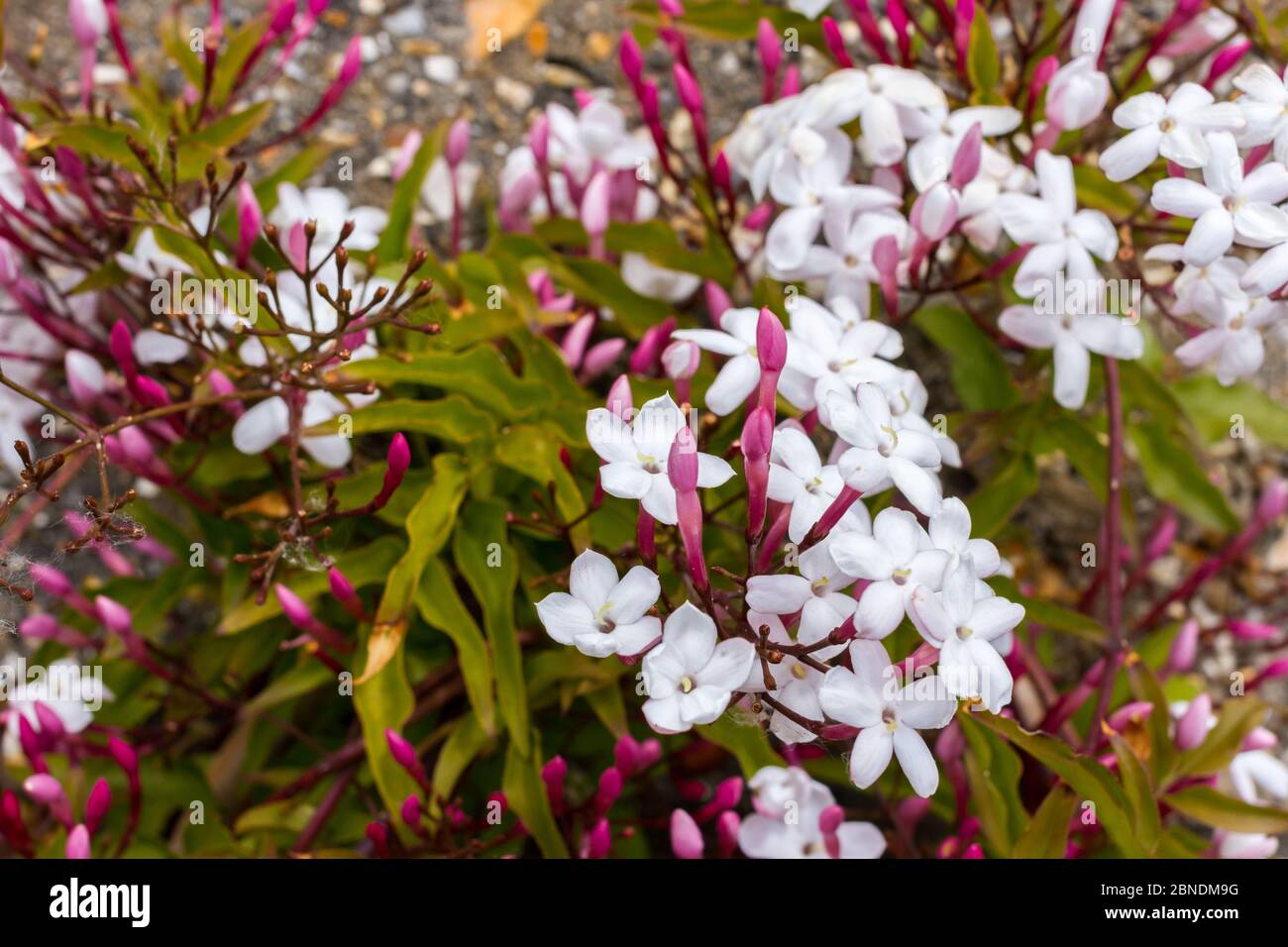 Jasminum polyanthum, Jasmine flowers in late spring, England, United ...