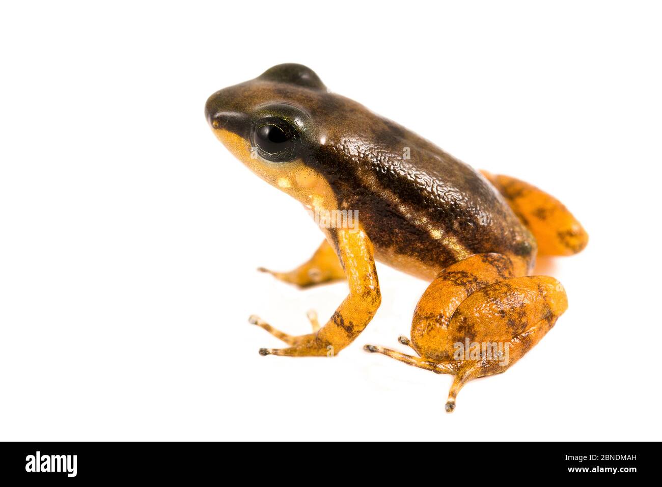 Frog (Hyloxalus sauli) San Jose de Payamino, Ecuador Meetyourneighbours ...