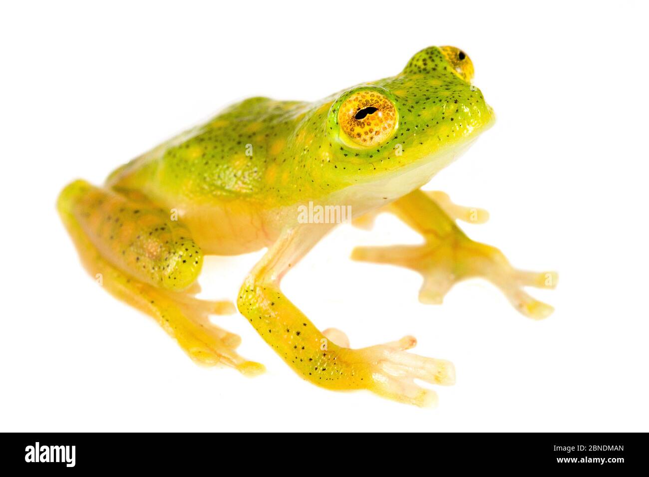 Hyalinobatrachium munozorum hi-res stock photography and images - Alamy