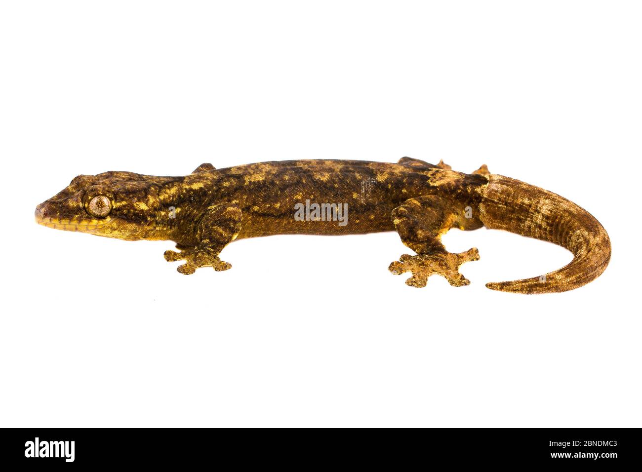 Southern turnip-tailed gecko (Thecadactylus solimoesis) San Jose de ...