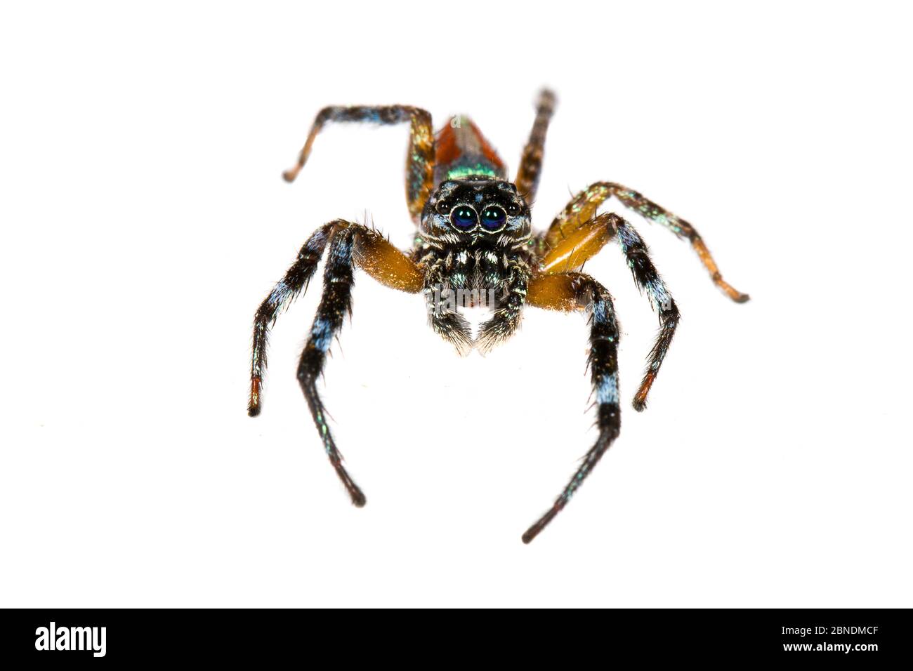 Jumping spider (Salticidae), San Jose de Payamino, Ecuador ...