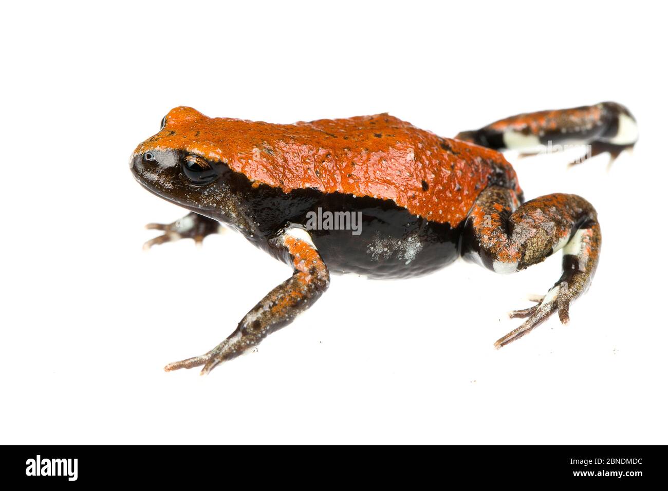 Toadlet High Resolution Stock Photography and Images - Alamy