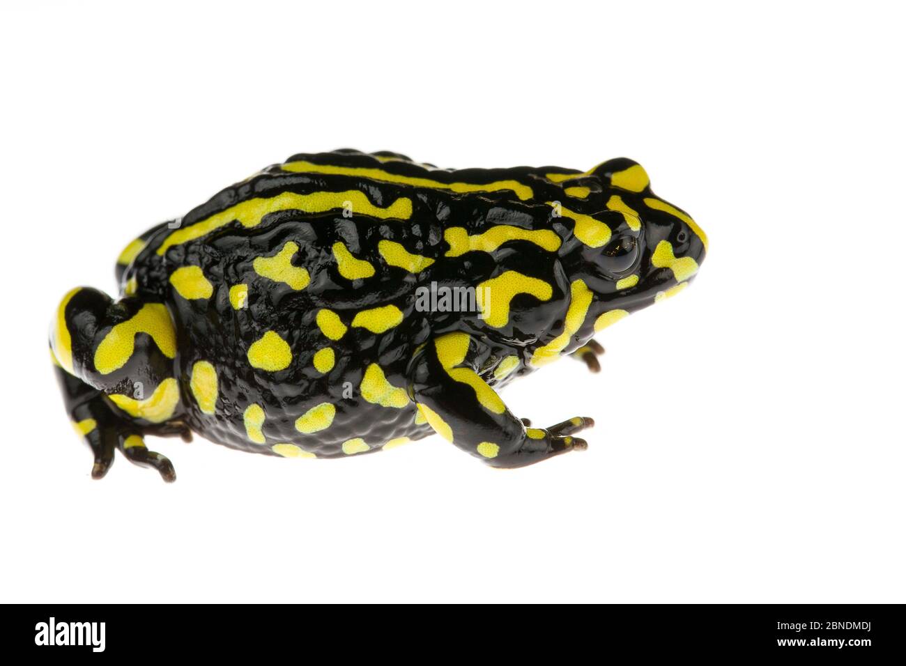 Southern corroboree frog (Pseudophryne corroboree) captive ...